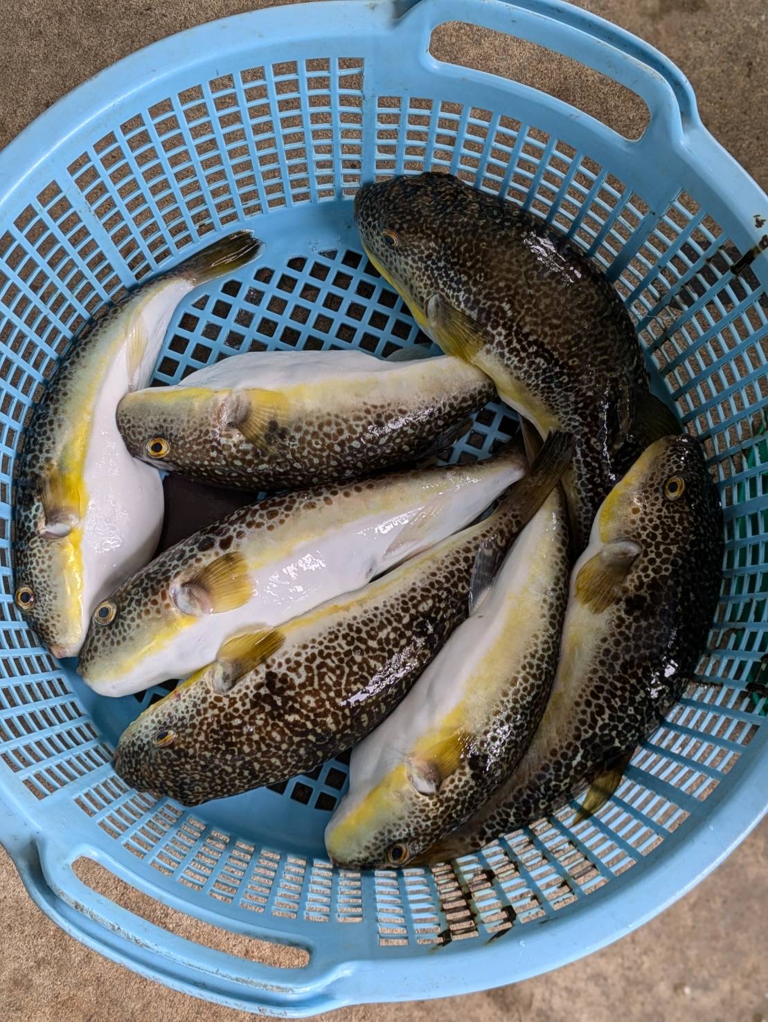 千葉 飯岡 隆正丸